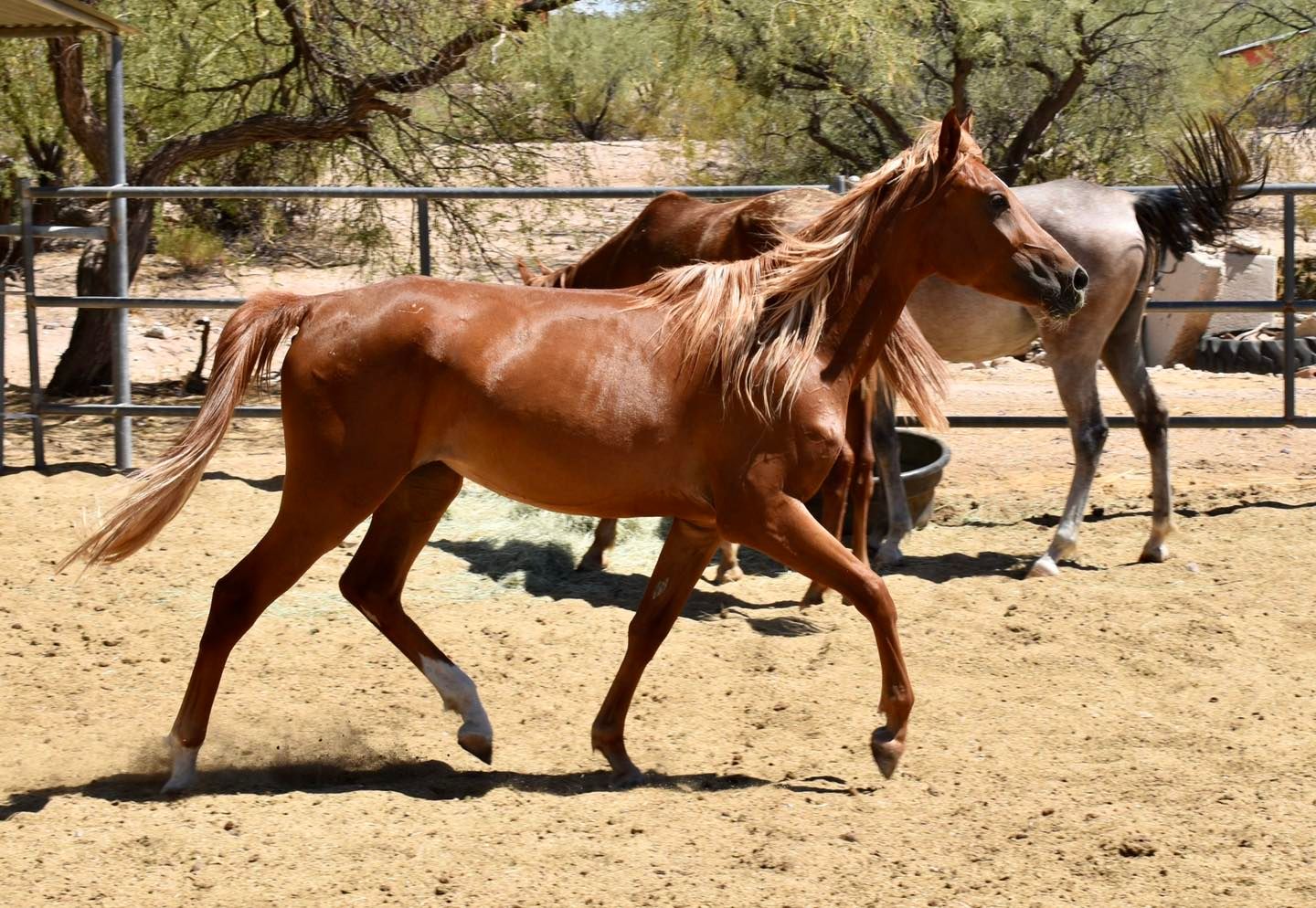 Bint Saaheb – Desert Heritage Arabians