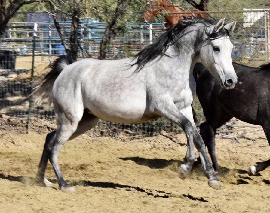 Desert Heritage Arabians – Official site of the Desert Heritage ...