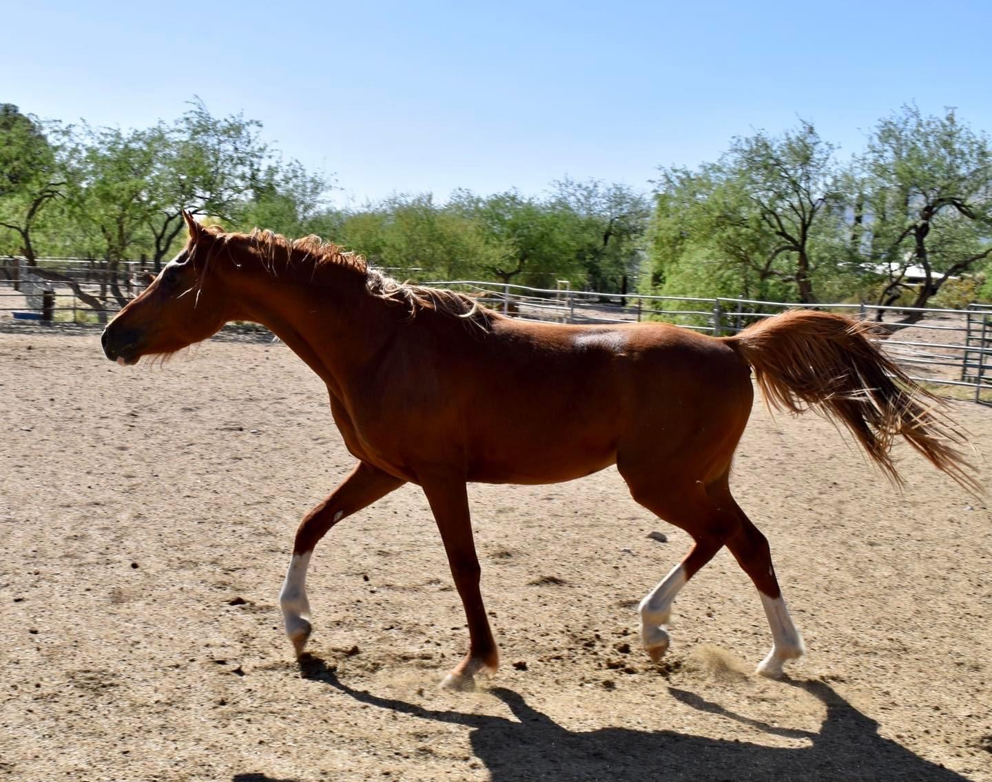 Sales List – Desert Heritage Arabians
