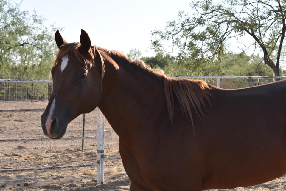 Musafir Almubarak – Desert Heritage Arabians