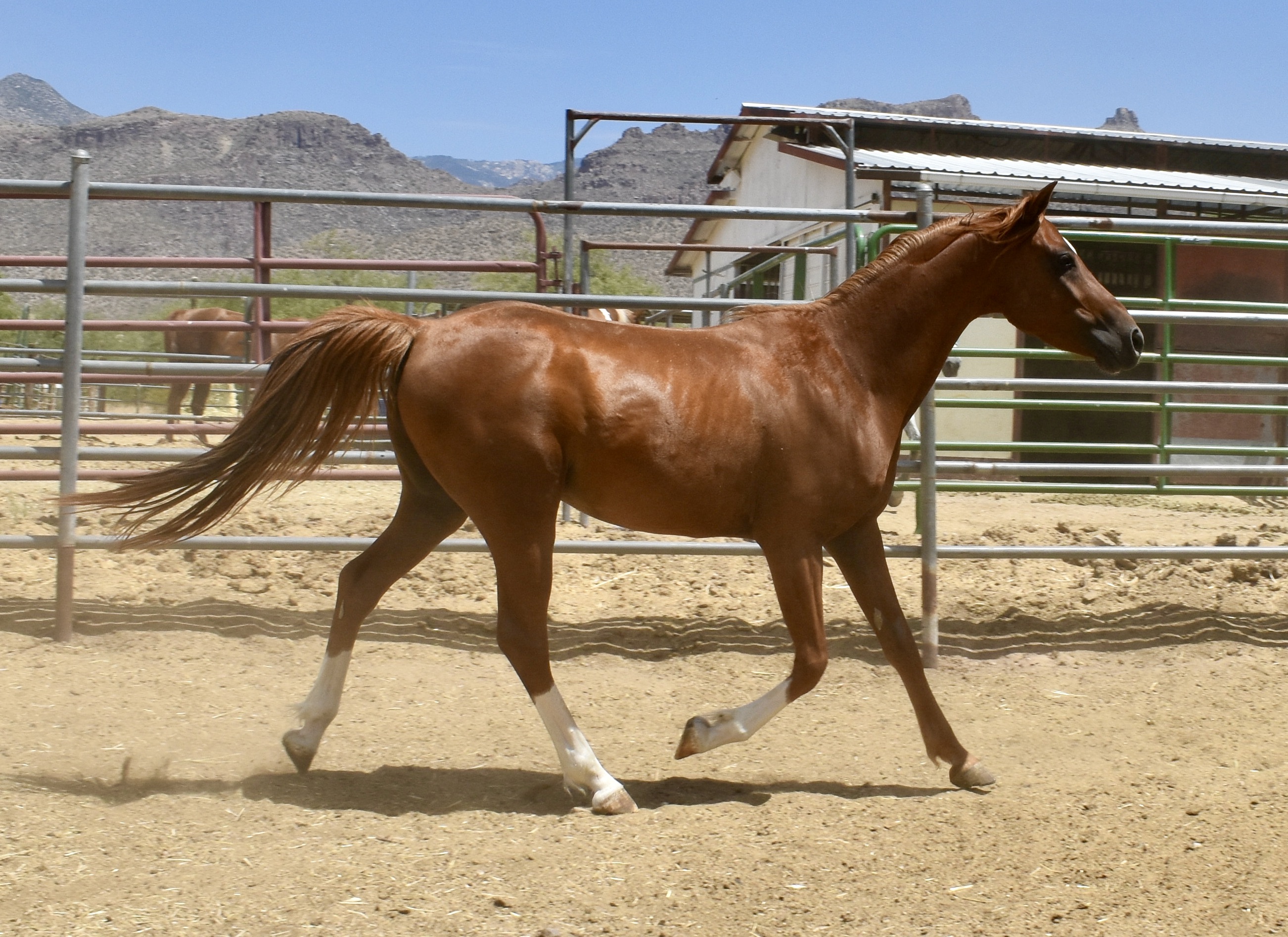 Ata Al Samir DHA – Desert Heritage Arabians