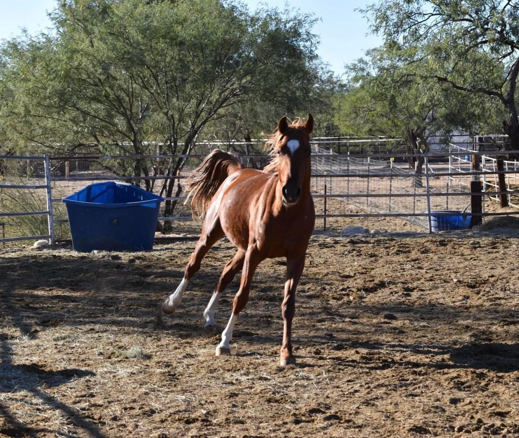 Ata Al Samir DHA – Desert Heritage Arabians