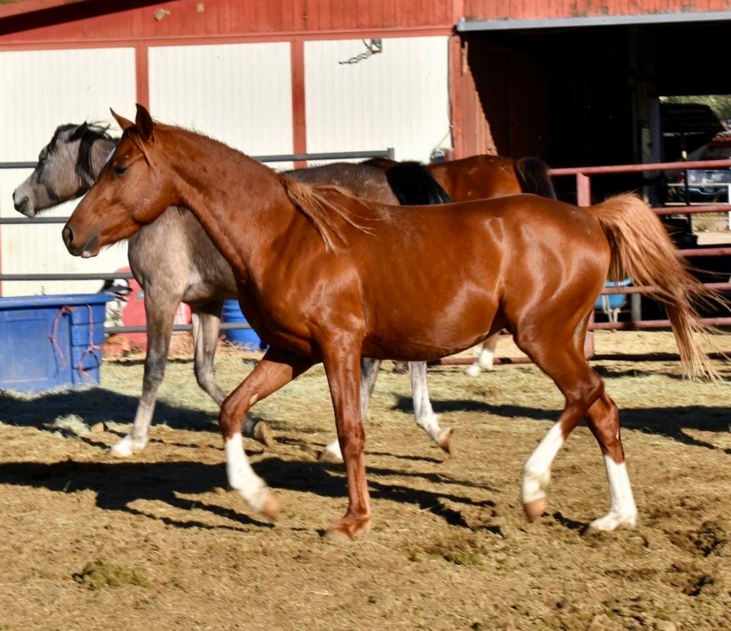 Ata Al Samir DHA – Desert Heritage Arabians