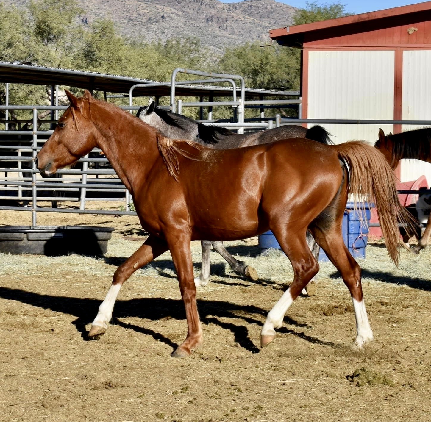 Ata Al Samir DHA – Desert Heritage Arabians